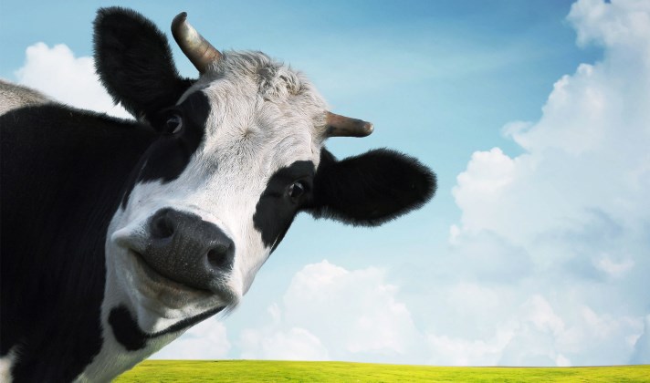 VACA FRIA – SAIBA MAIS! – TÊTE-À-TÊTE