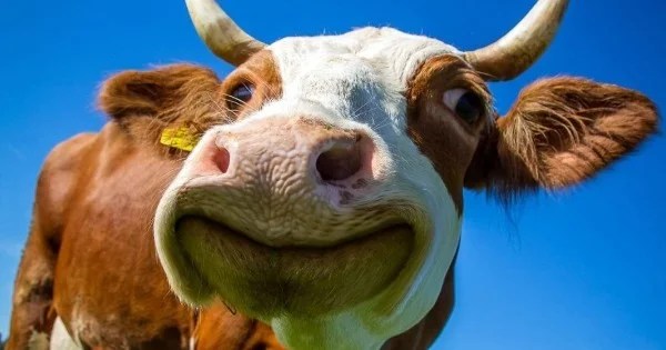 A VACA FOI PRO BREJO – CONHEÇA O SIGNIFICADO DA EXPRESSÃO – TÊTE-À-TÊTE